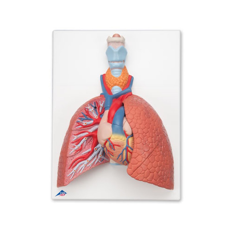 5-Part Anatomical Lung Model with Larynx | Health and Care